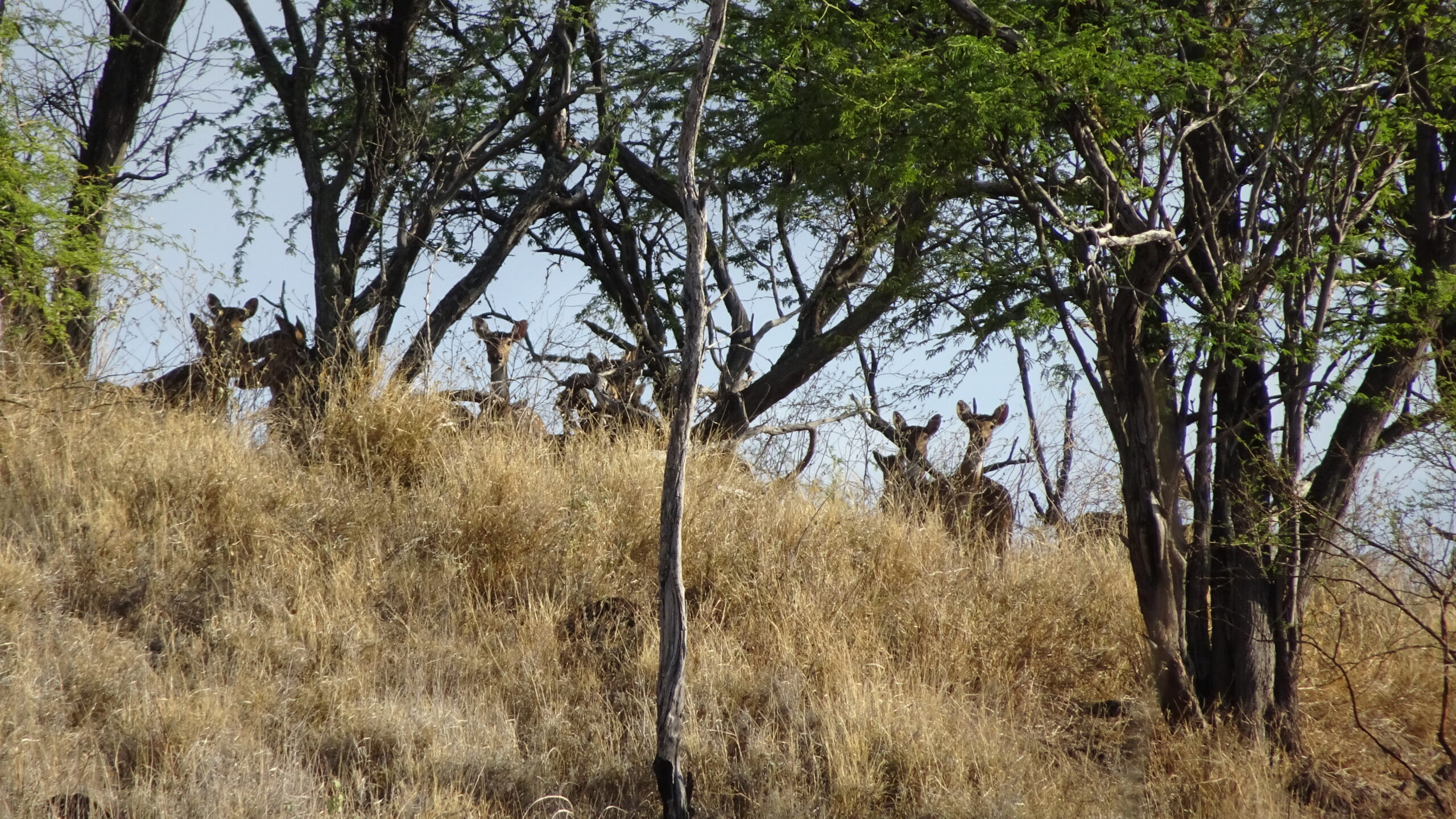 Gov. Green extends axis deer help in Maui County | News, Sports, Jobs ...